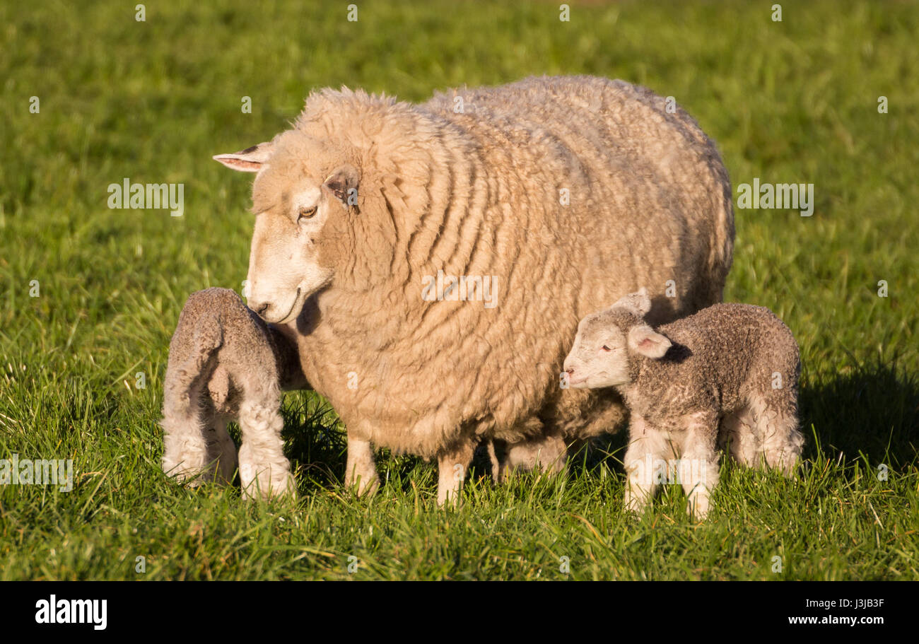 Mother sheep looking after her new spring lambs Stock Photo - Alamy
