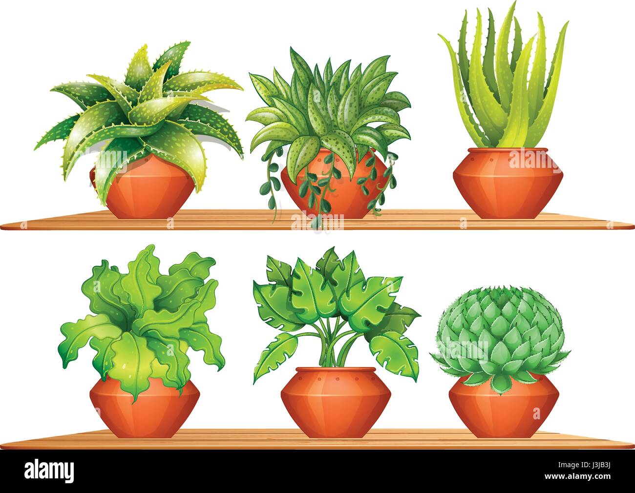 Different types of plants hi-res stock photography and images - Alamy