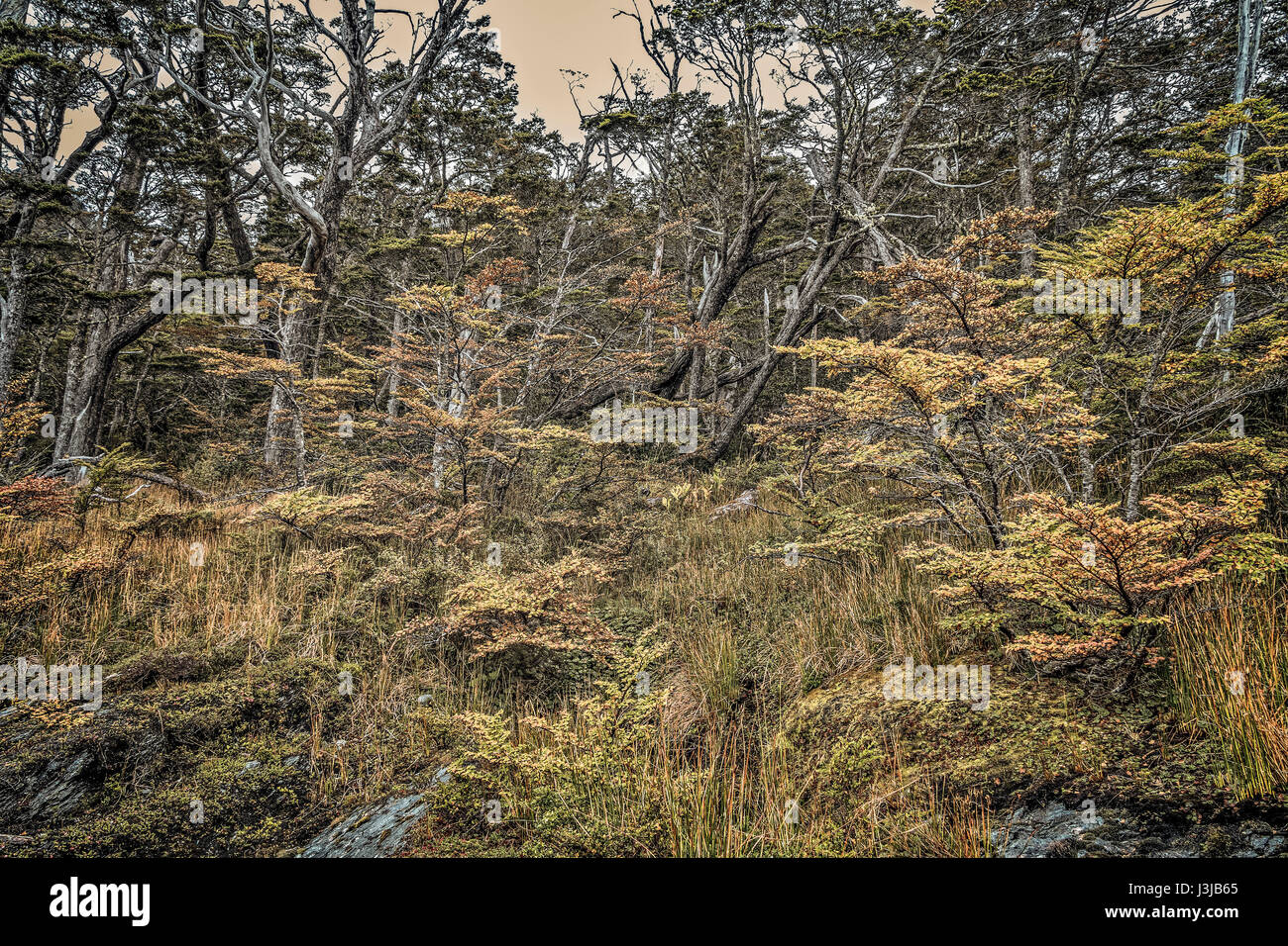 Chile forest hi-res stock photography and images - Alamy
