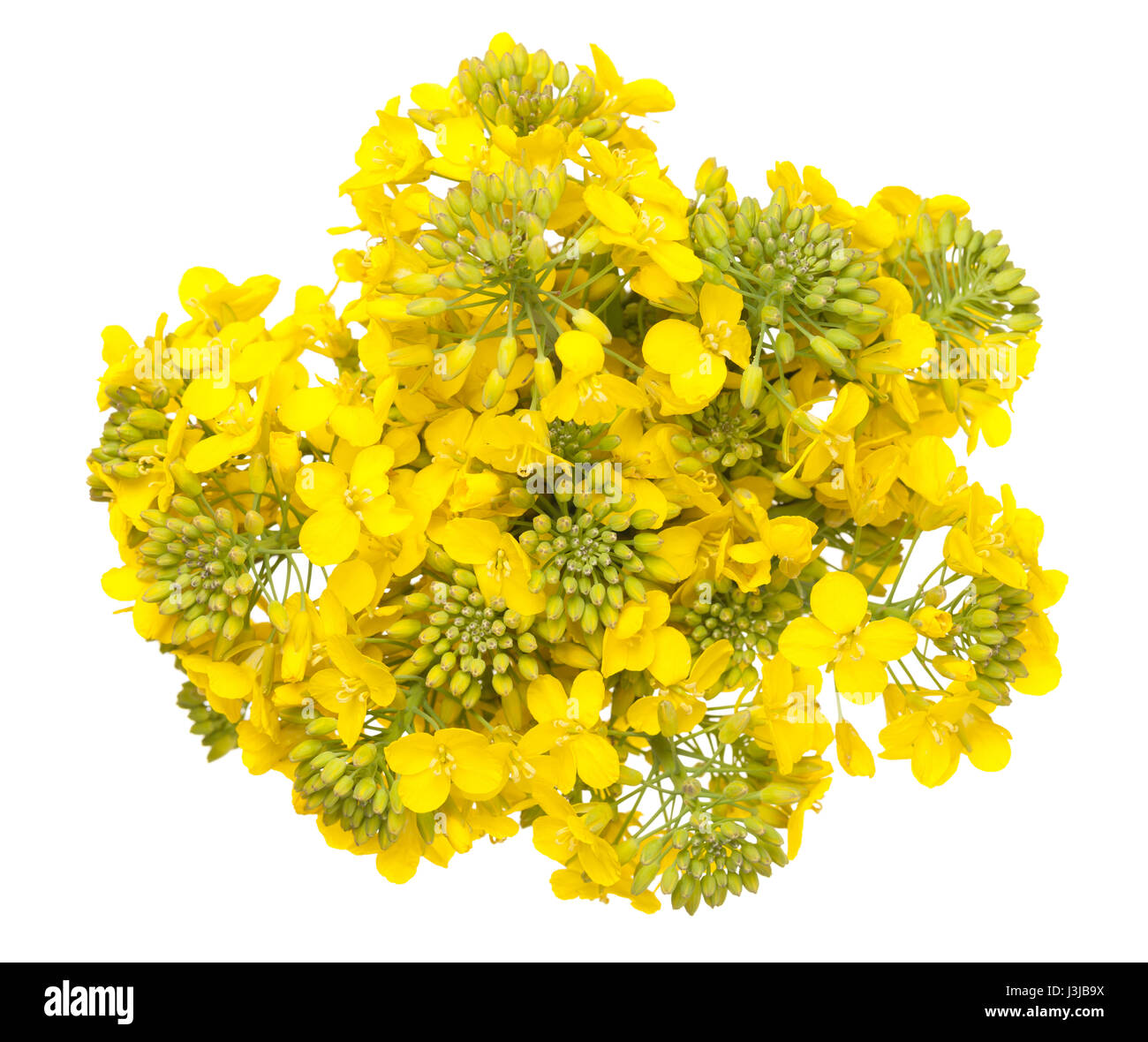 Rapeseed flower isolated on white background. Brassica napus blossom ...