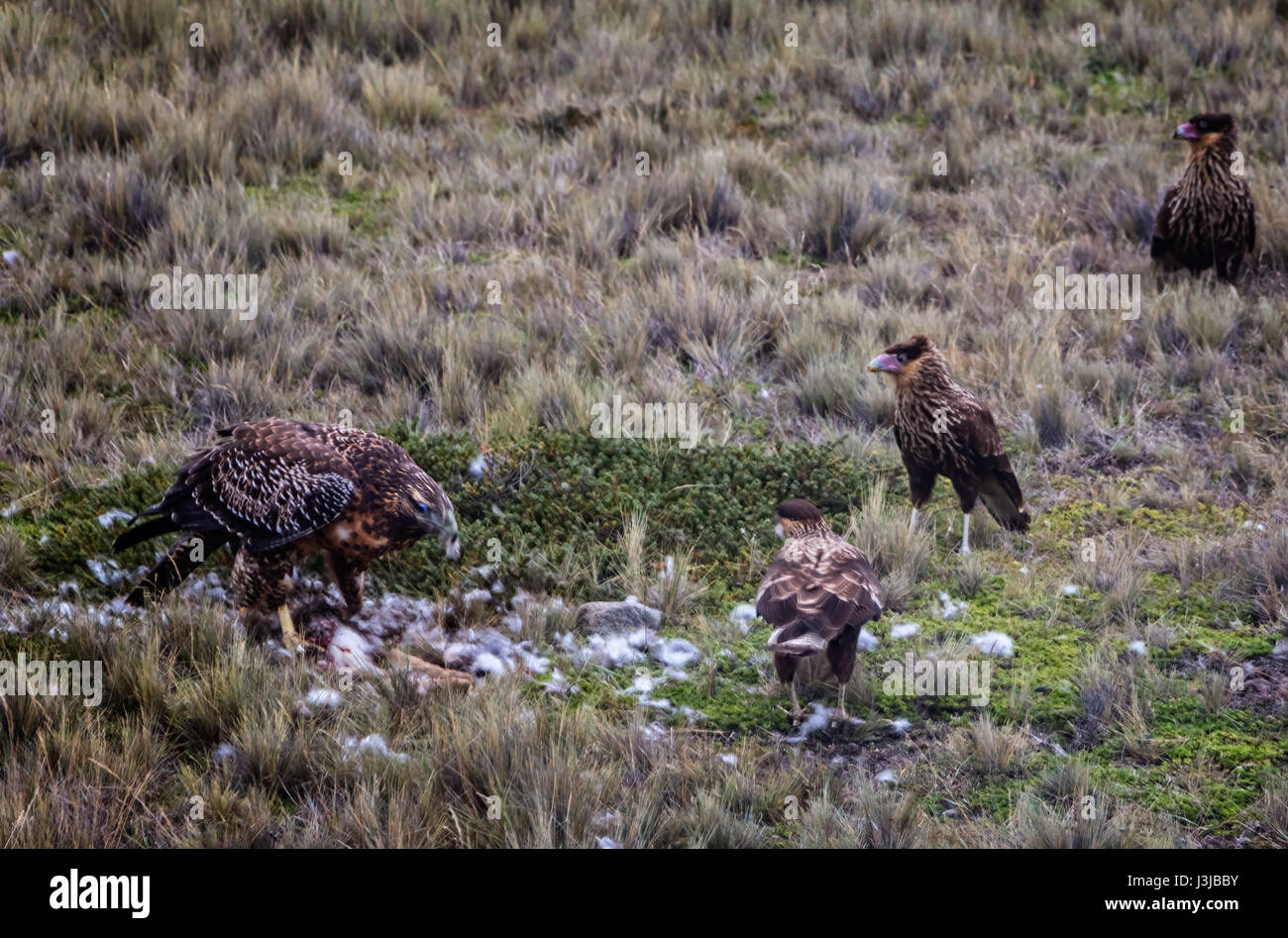 Hawk feeding on hare with several caracara waiting for a morsel Stock ...