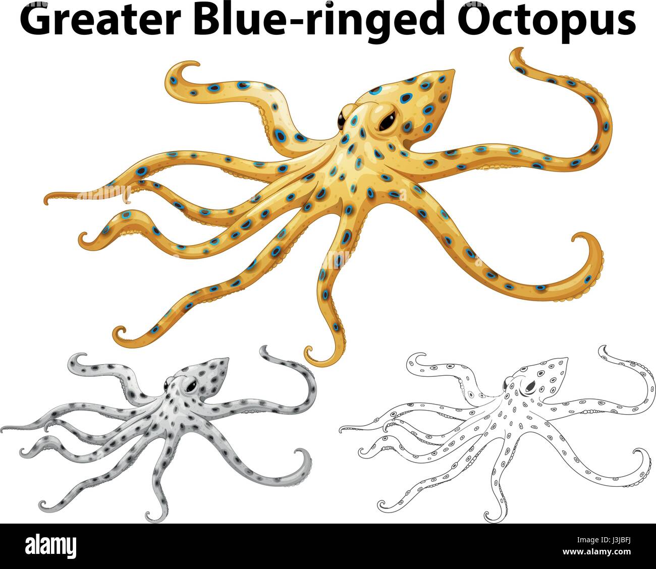 Blue ringed octopus art hi-res stock photography and images - Alamy