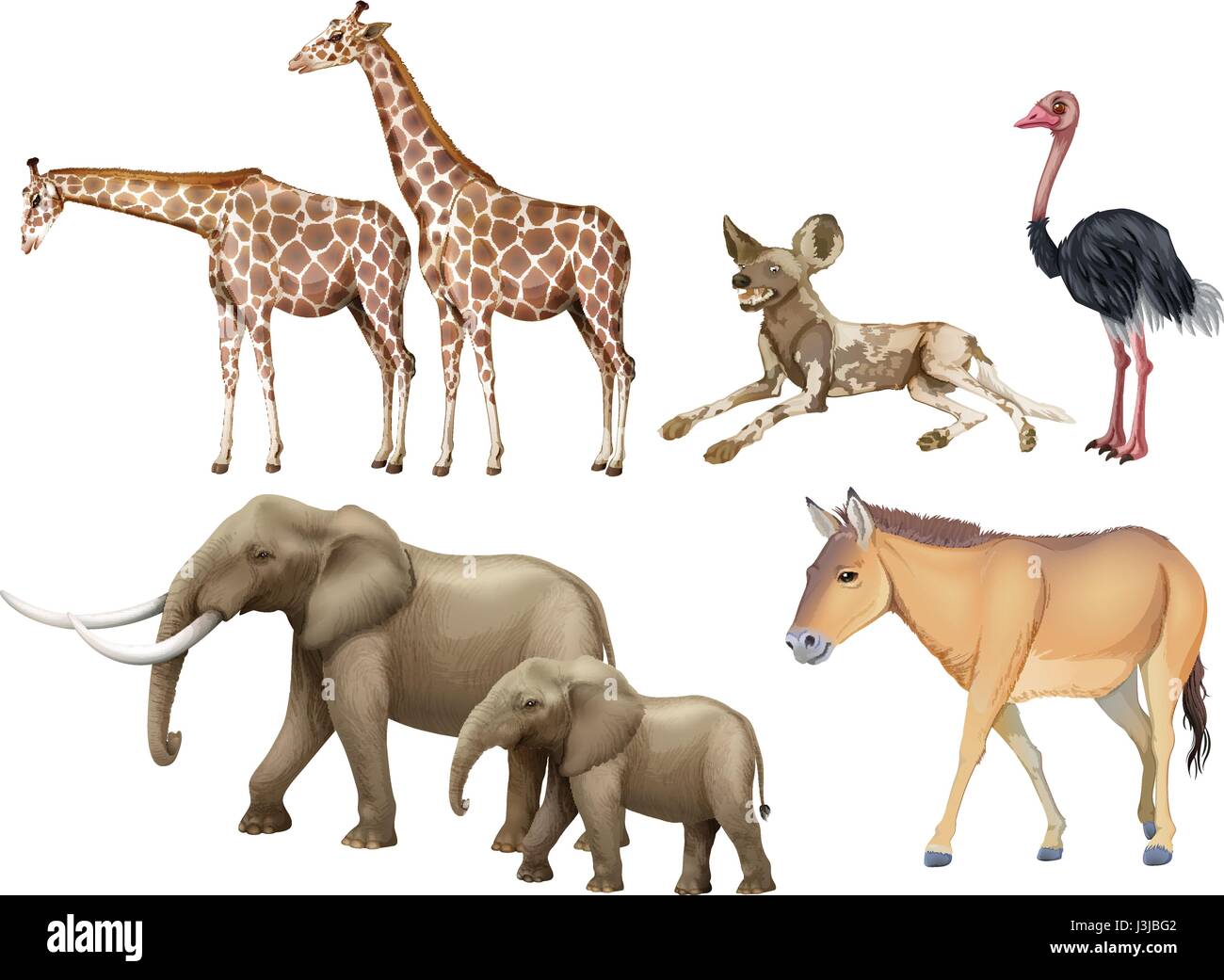Five types of wild animals illustration Stock Vector Image & Art - Alamy