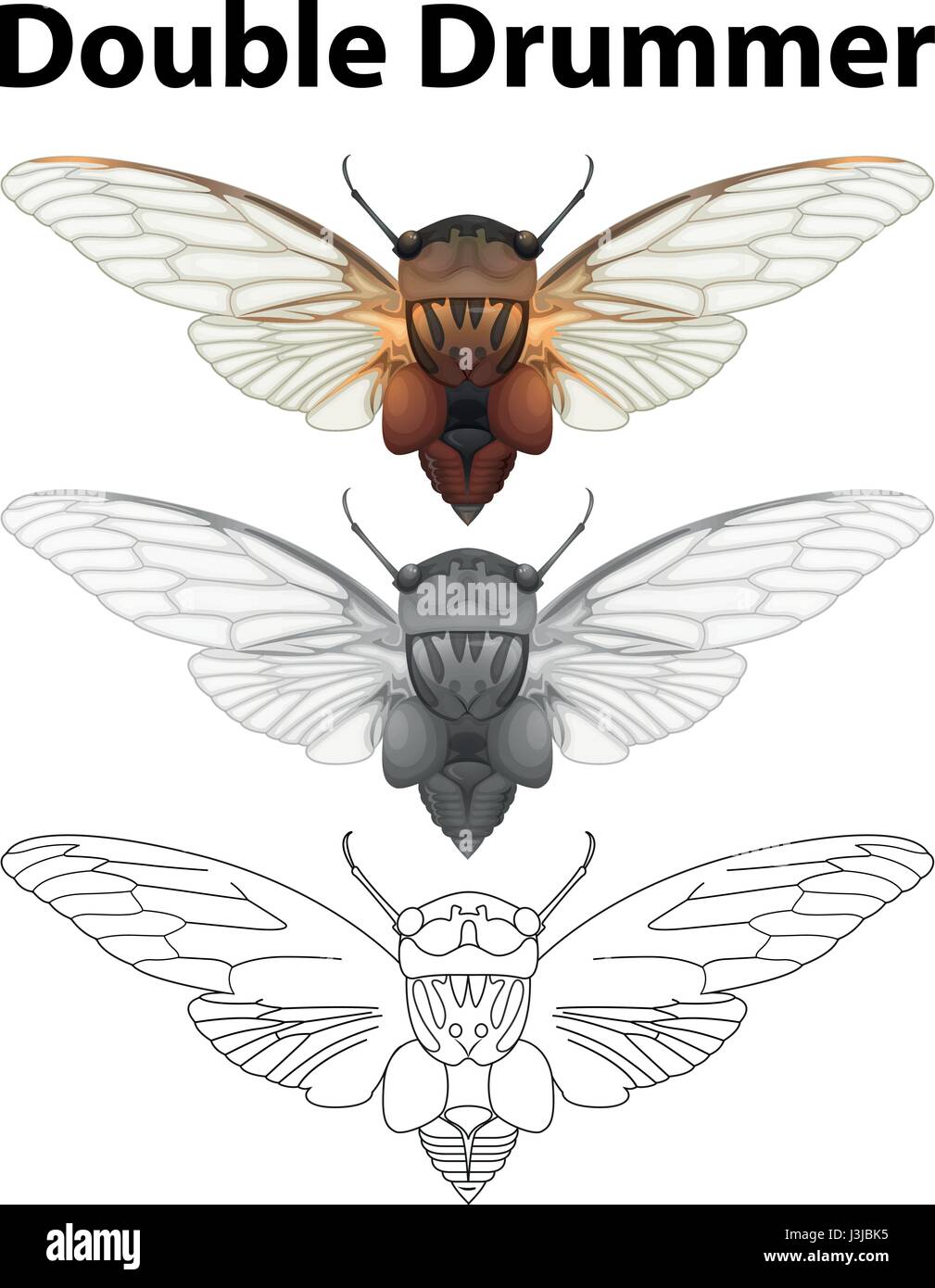 Double drummer in three sketches illustration Stock Vector Image & Art ...