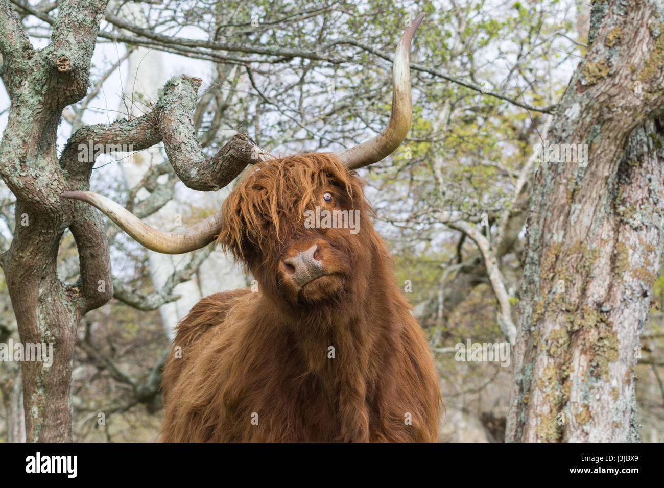 Funny Highland Cow High Resolution Stock Photography and Images - Alamy