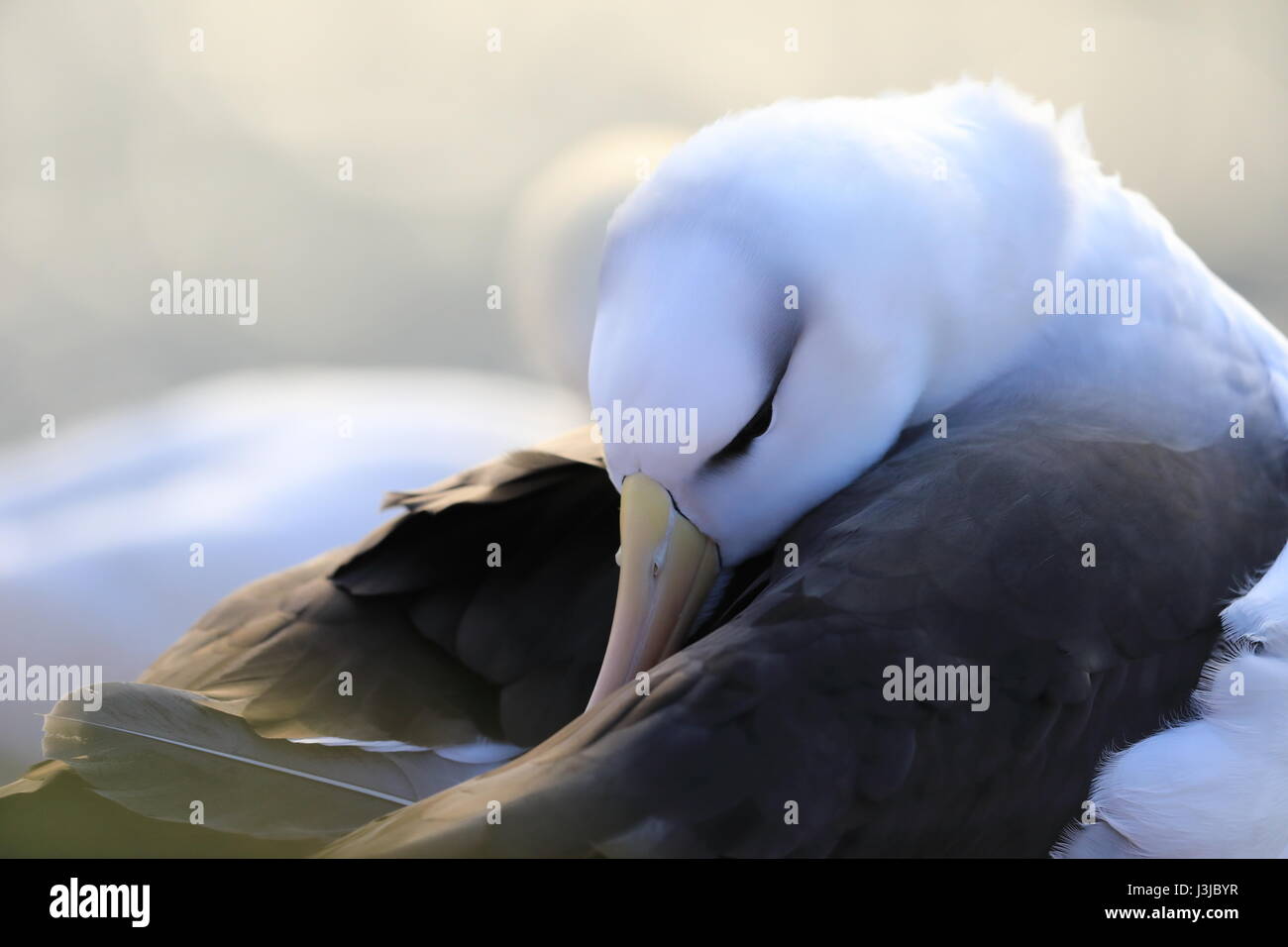 Black-browed Albatros ( Thalassarche melanophris ) or Mollymawk ...