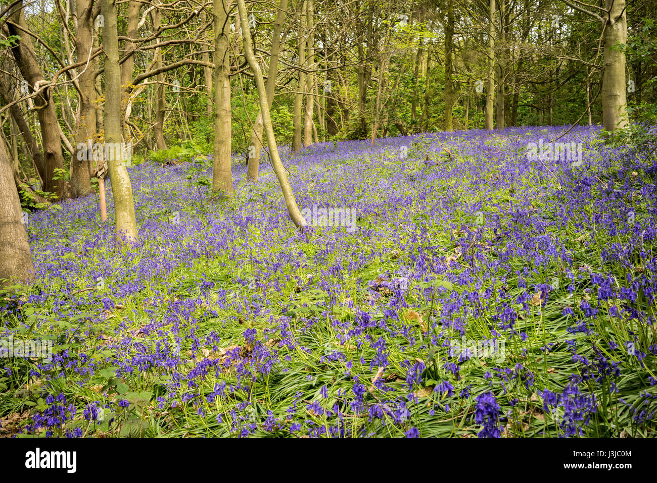 A woodland walk in Spring time in Suffolk Stock Photo - Alamy