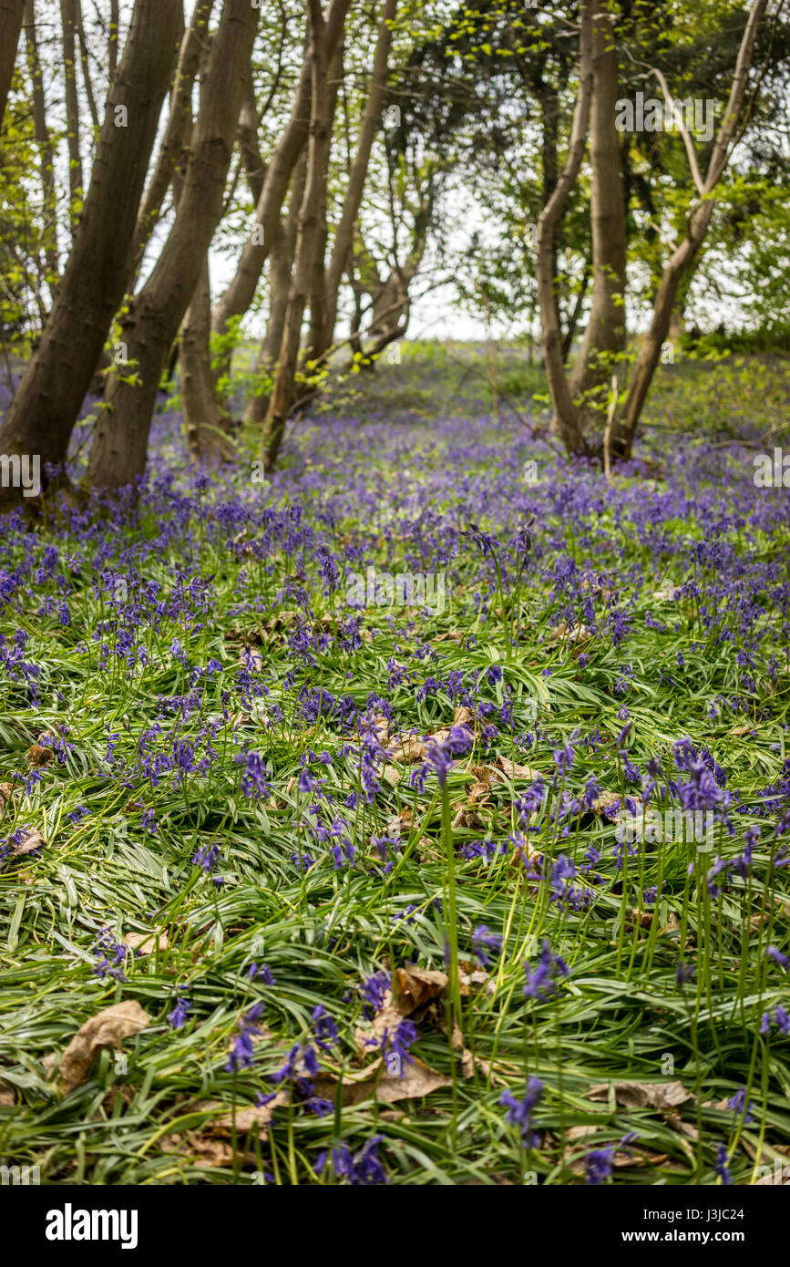 A woodland walk in Spring time in Suffolk with blue bells in a wood ...