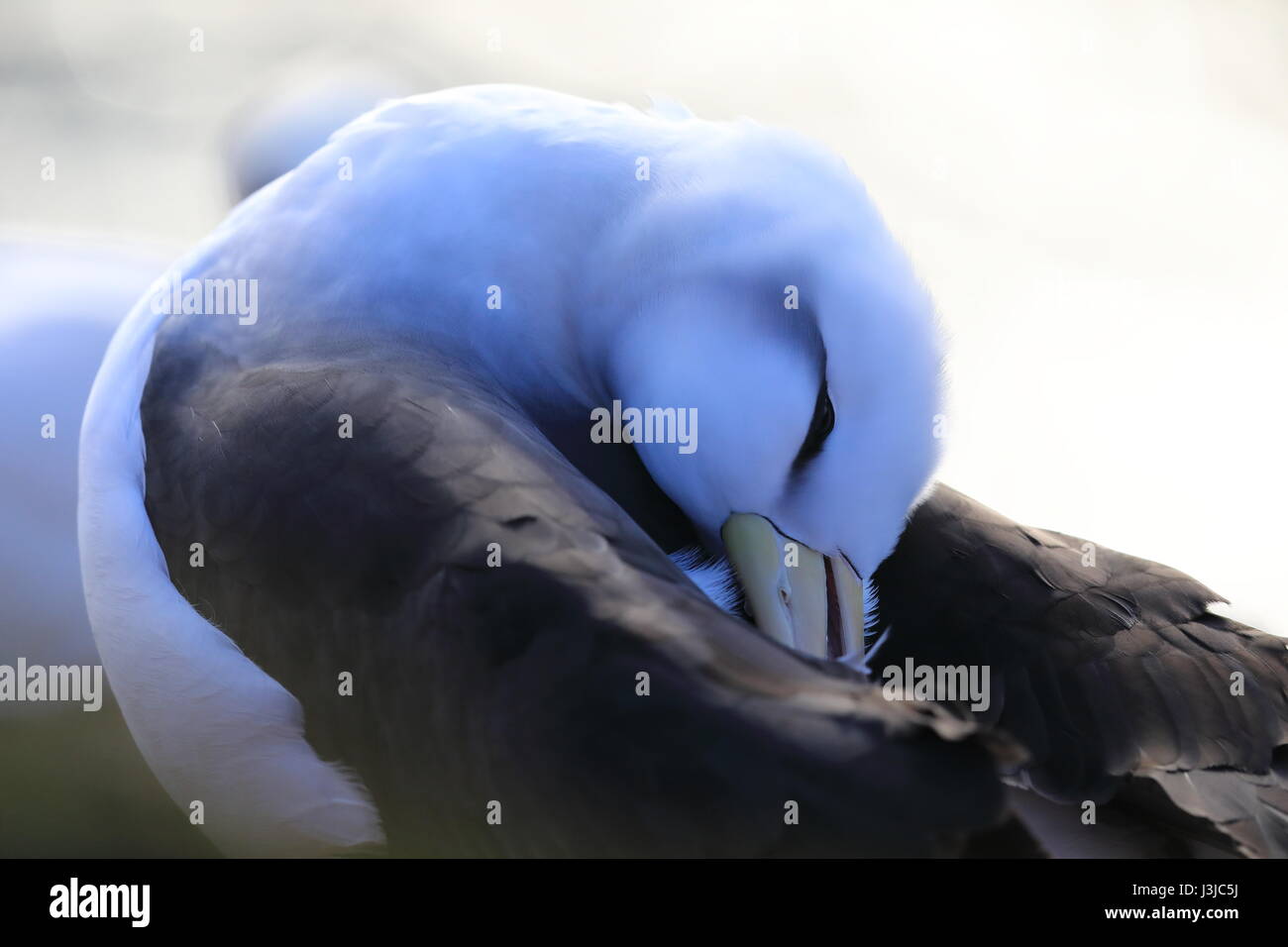 Black-browed Albatros ( Thalassarche melanophris ) or Mollymawk ...