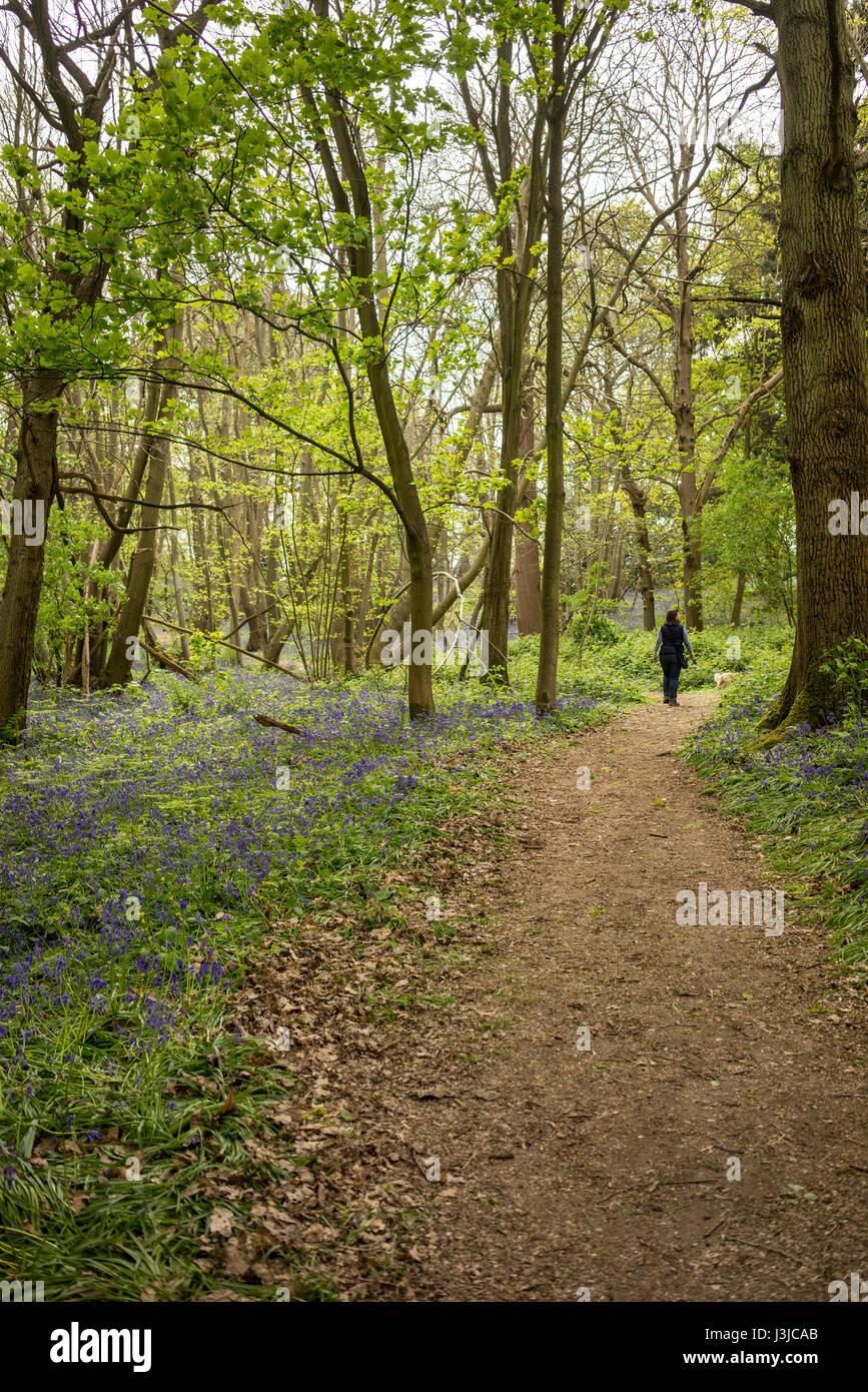A woodland walk in Spring time in Suffolk with blue bells in a wood ...