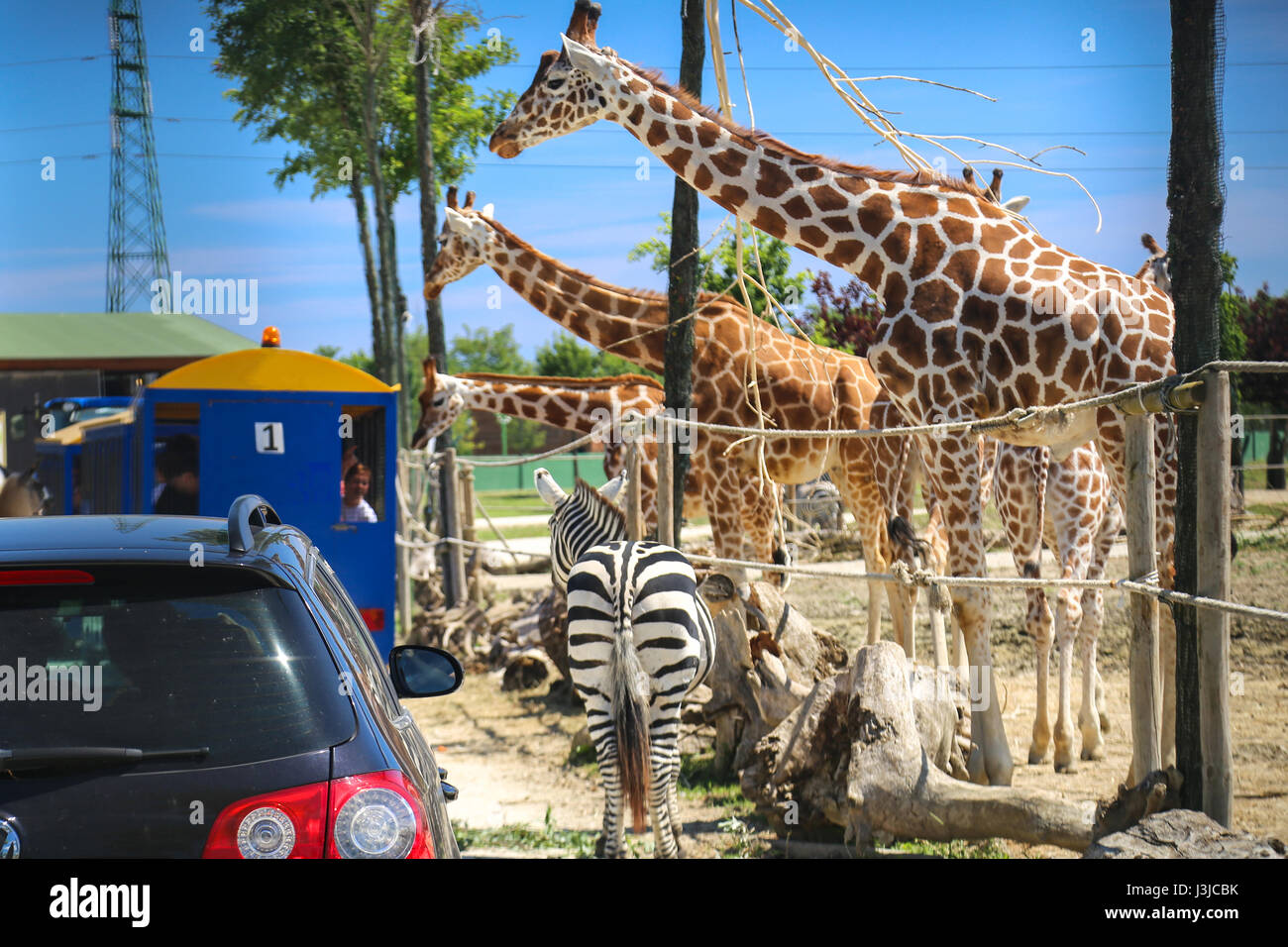 People feeding giraffes from excursion train Stock Photo - Alamy
