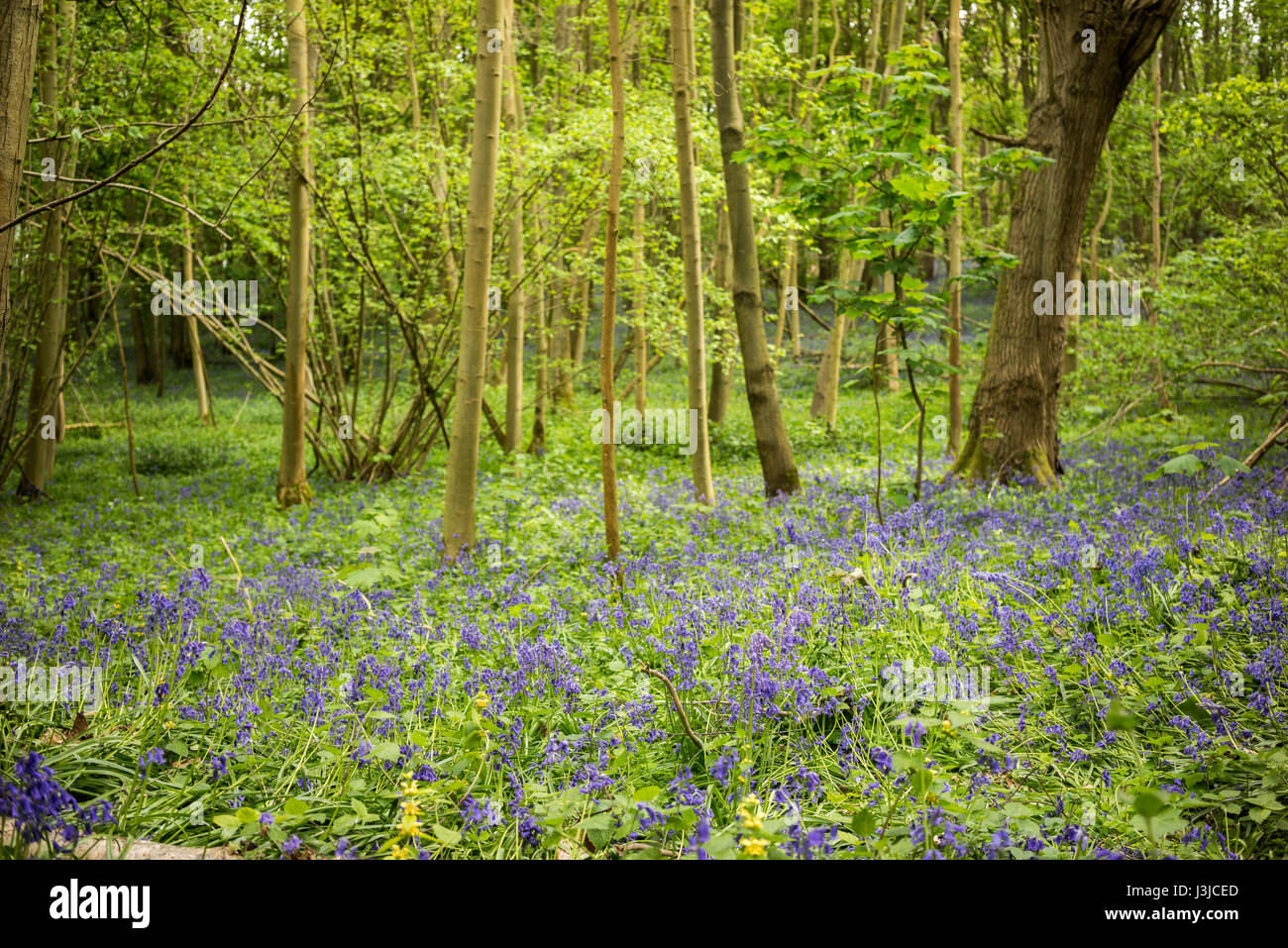 Spring time woods hi-res stock photography and images - Alamy