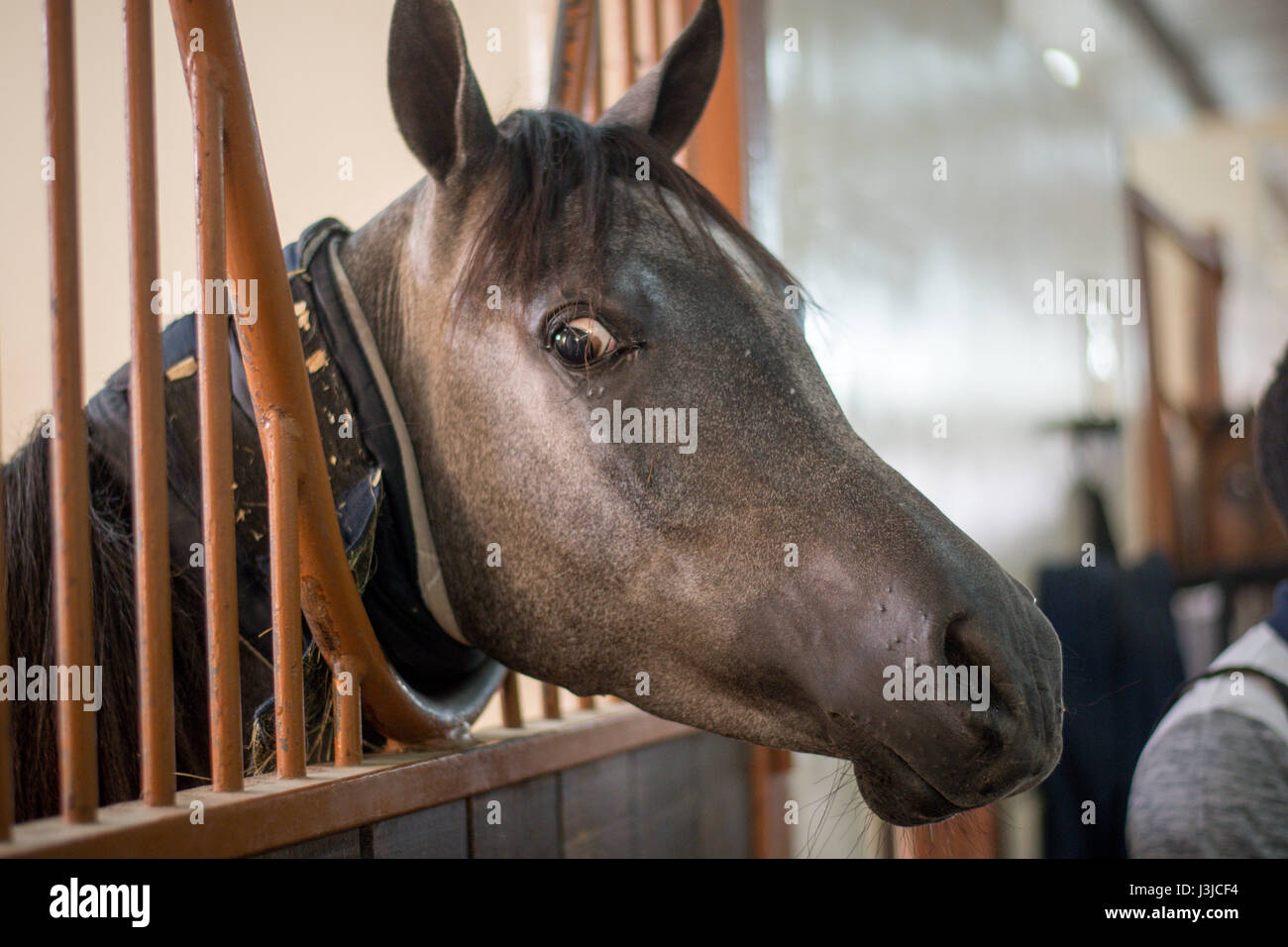 United Arab Emirates - Arabian Horse with crazy eye at Sharjah ...