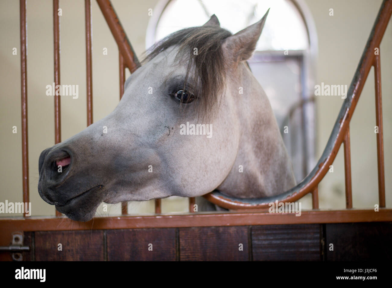 United Arab Emirates - White Arabian Horse in stable in Sharjah ...