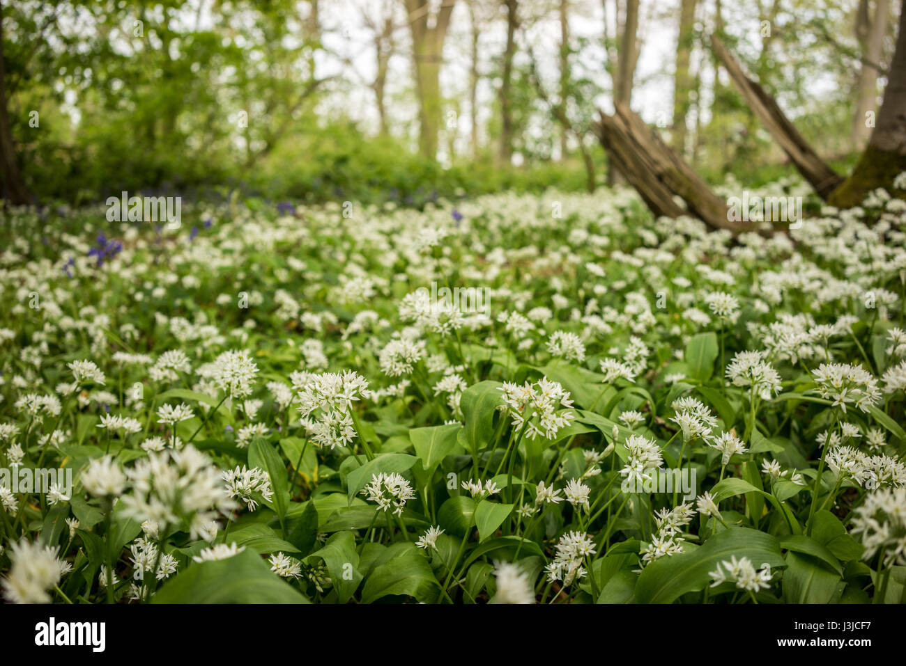 A woodland walk in Spring time in Suffolk with wild garlic flowers ...