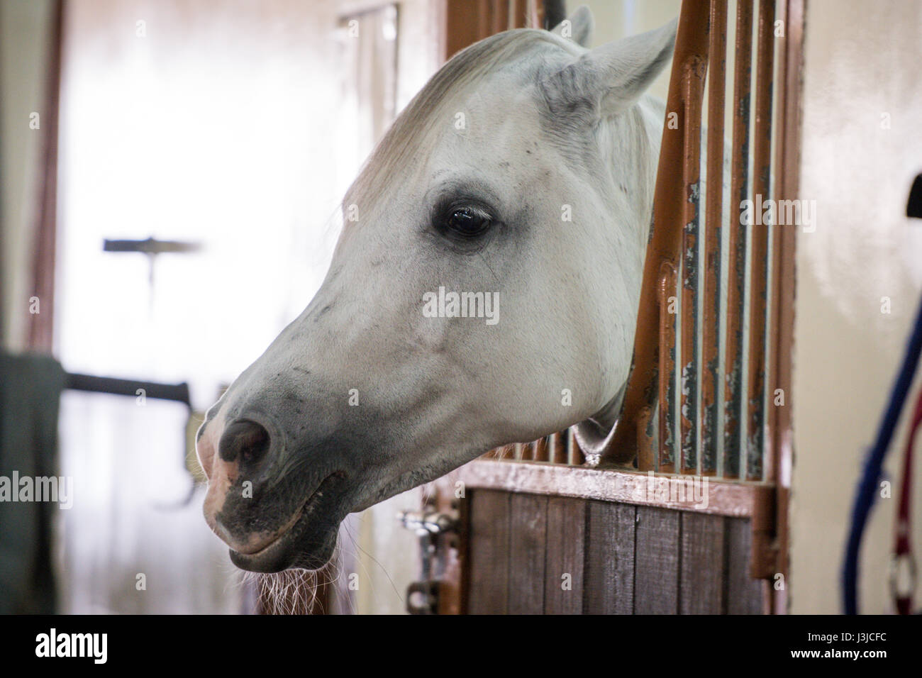 United Arab Emirates - White Arabian Horse in stable at Sharjah ...