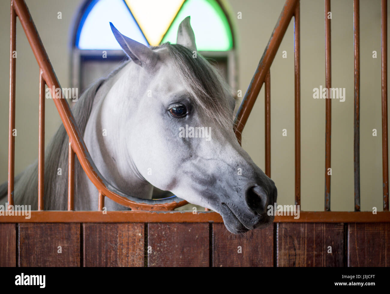 United Arab Emirates - Arabian Horse in stable with window in ...