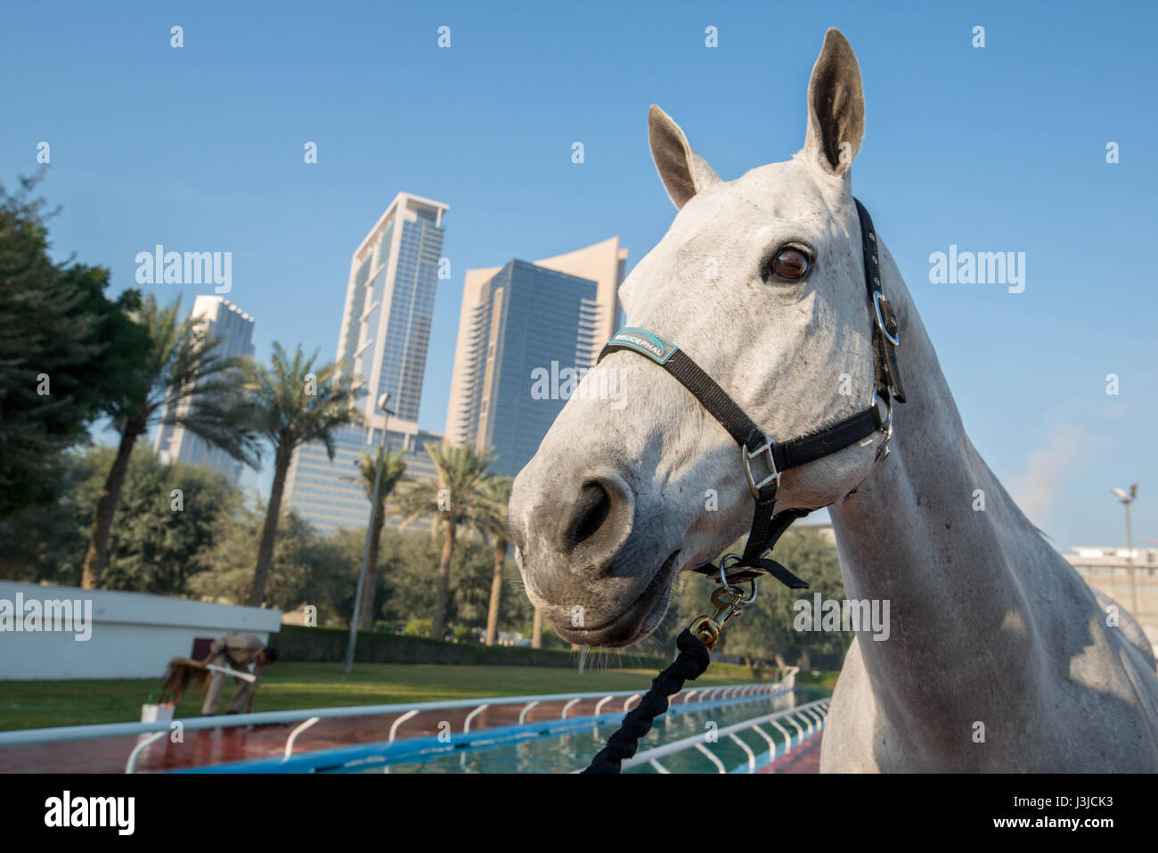 United Arab Emirates - White horse with city of Dubai in background ...