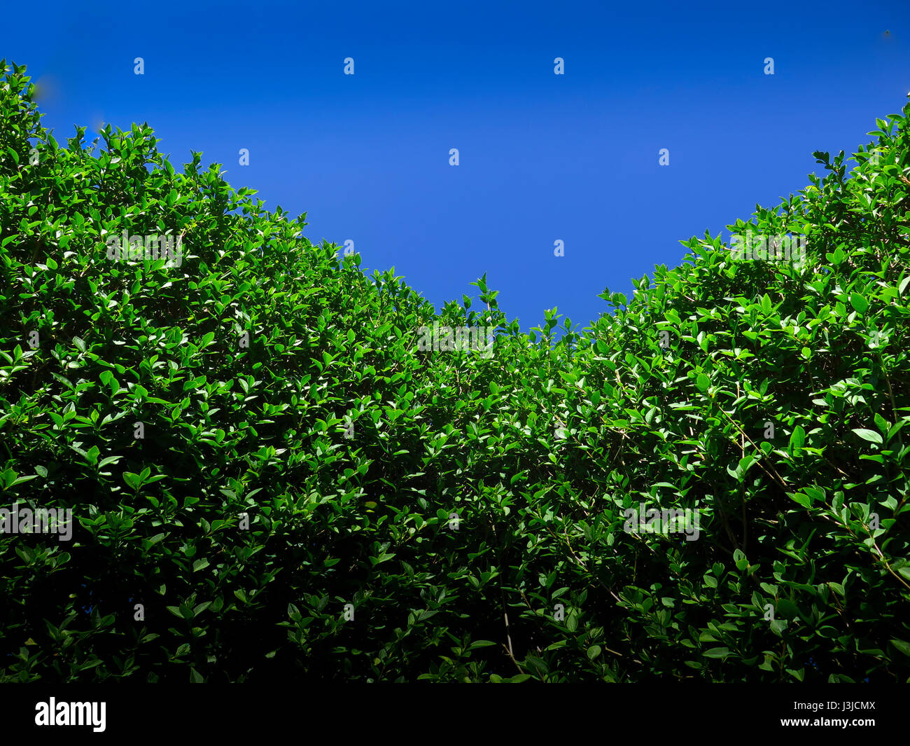 Corner angle of privet garden hedge Stock Photo - Alamy