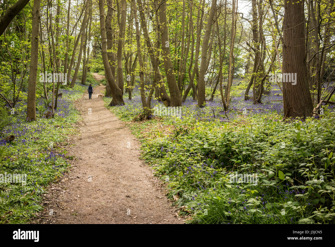 A woodland walk in Spring time in Suffolk with blue bells in a wood ...