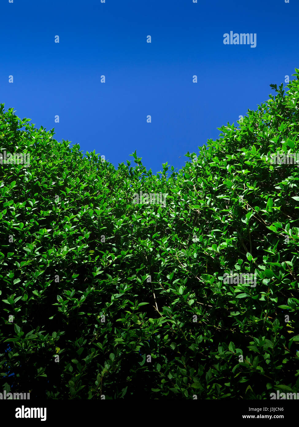 Corner angle of privet garden hedge Stock Photo - Alamy