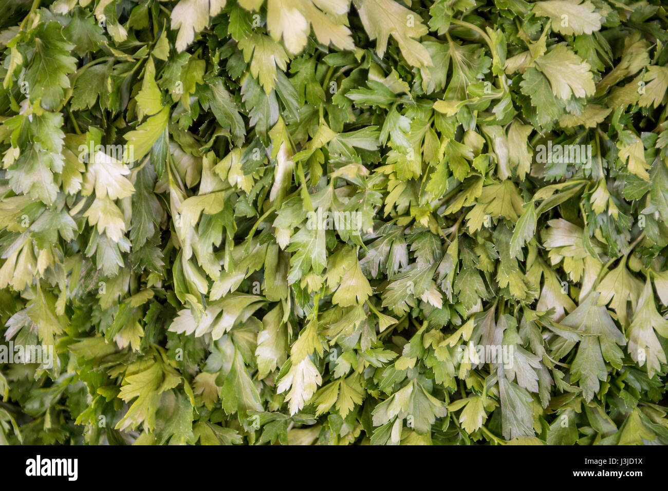 Vegetable market Abu Dhabi - Vegetable market Abu Dhabi - United Arab ...