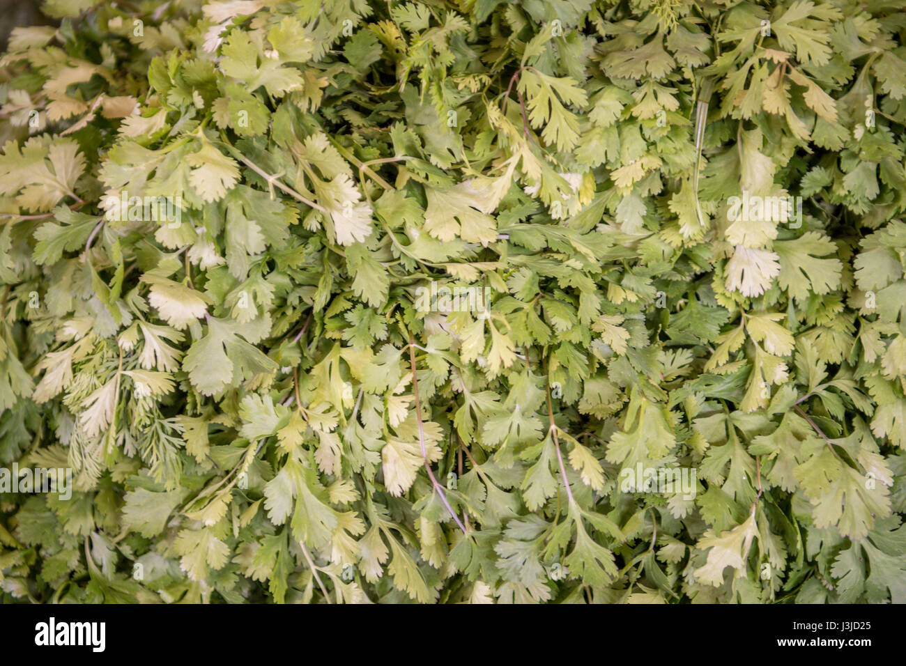 Vegetable market Abu Dhabi - Vegetable market Abu Dhabi - United Arab ...