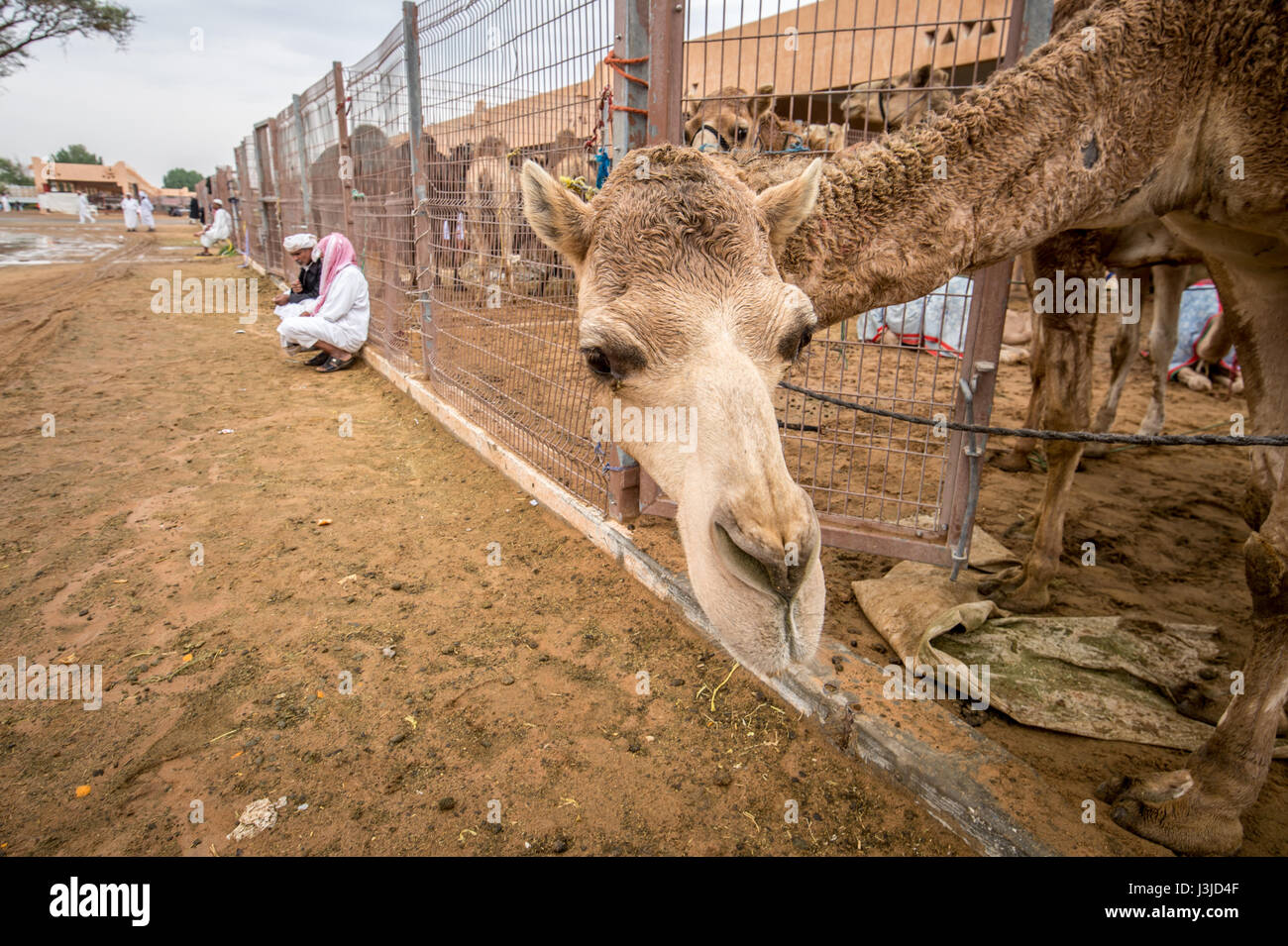 Camels kept inside gated pens at the Al Ain Camel Market, located in ...