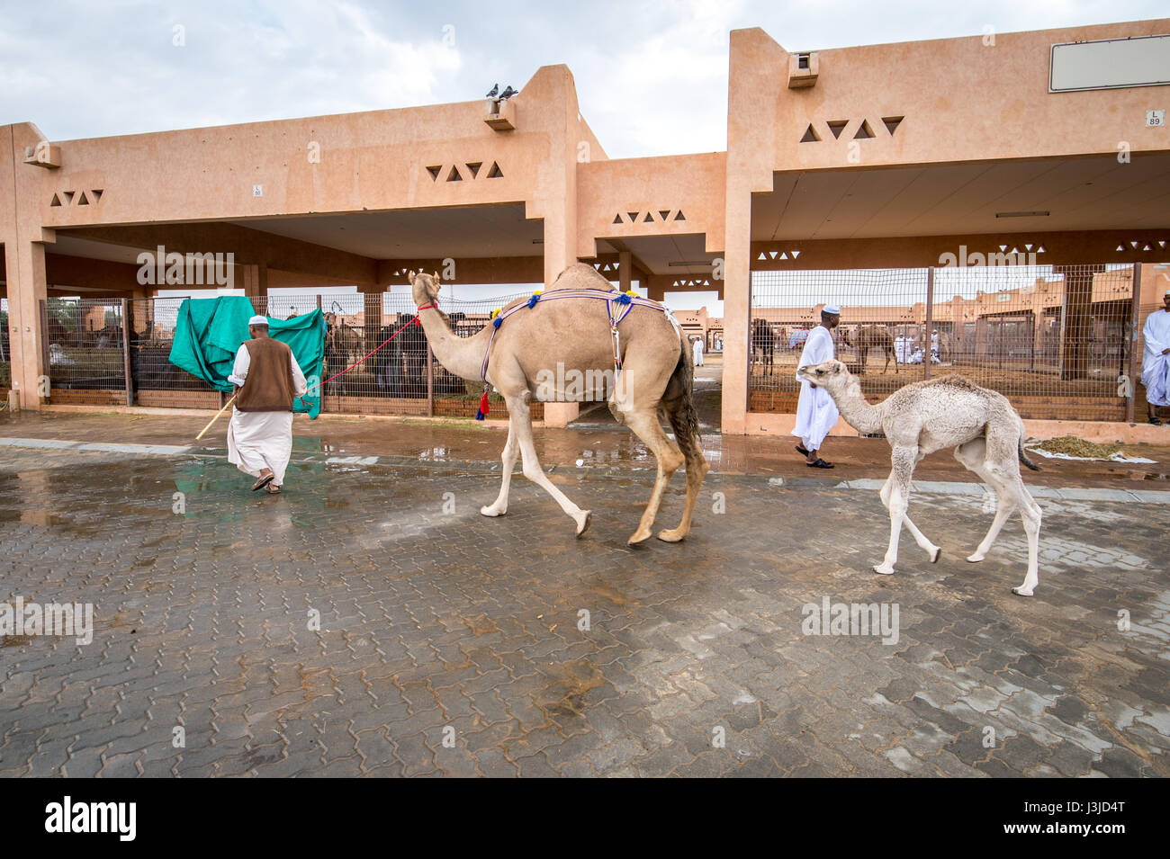 Camel traders lead a mother camel and her calf through the Al Ain Camel ...
