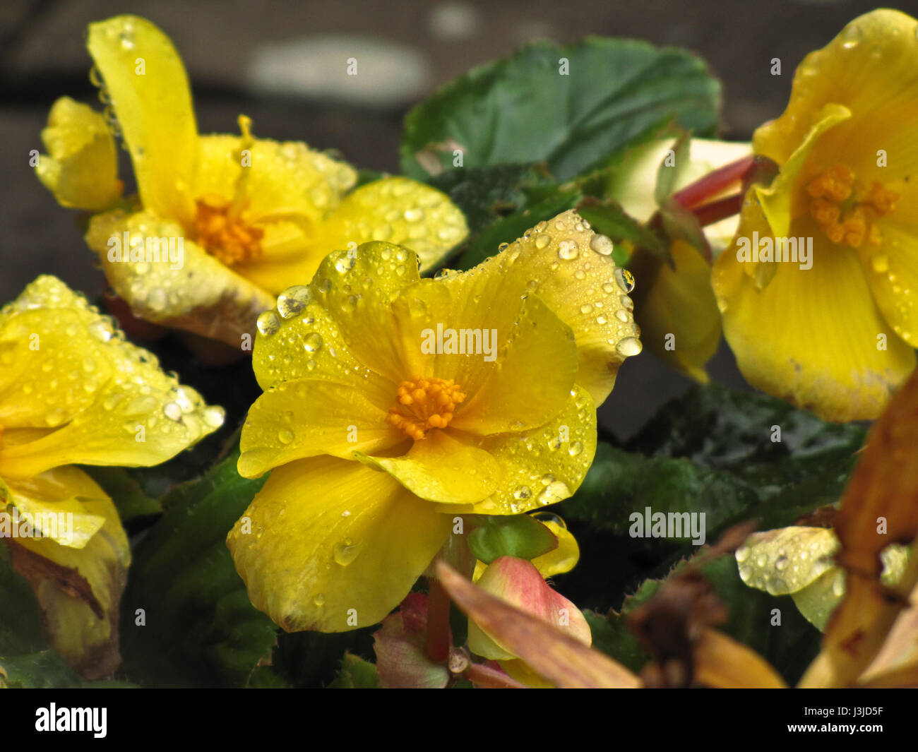 Yellow Flowers with water drops Stock Photo - Alamy
