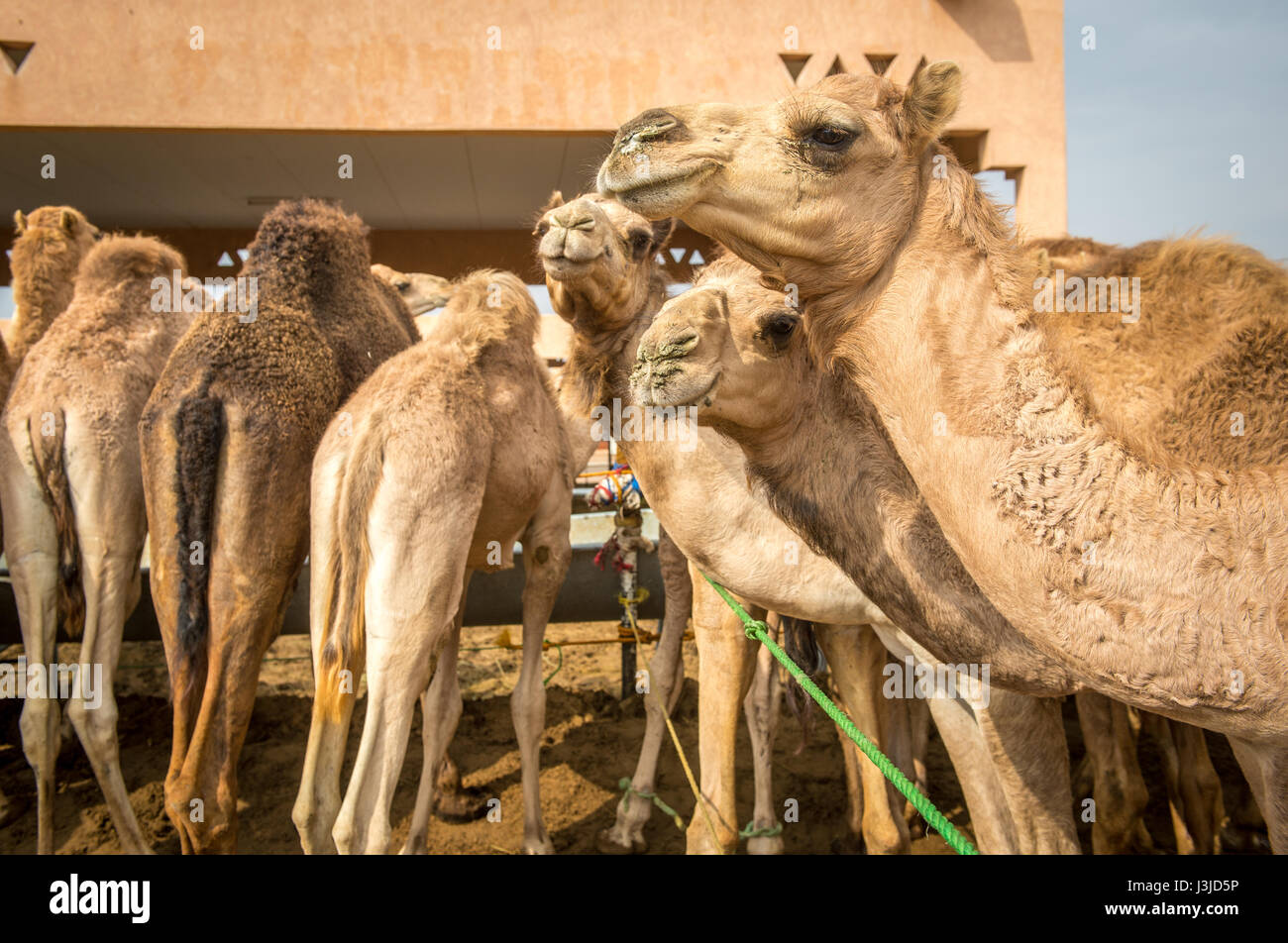 A group of camels at the Al Ain Camel Market, located in Abu Dhabi, UAE ...