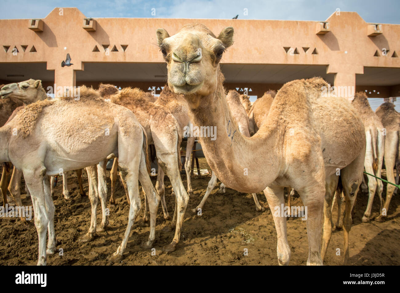 Group of camels hi-res stock photography and images - Alamy
