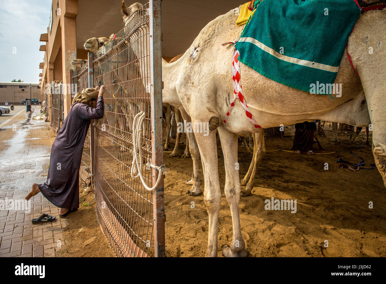 Camel pen hi-res stock photography and images - Alamy