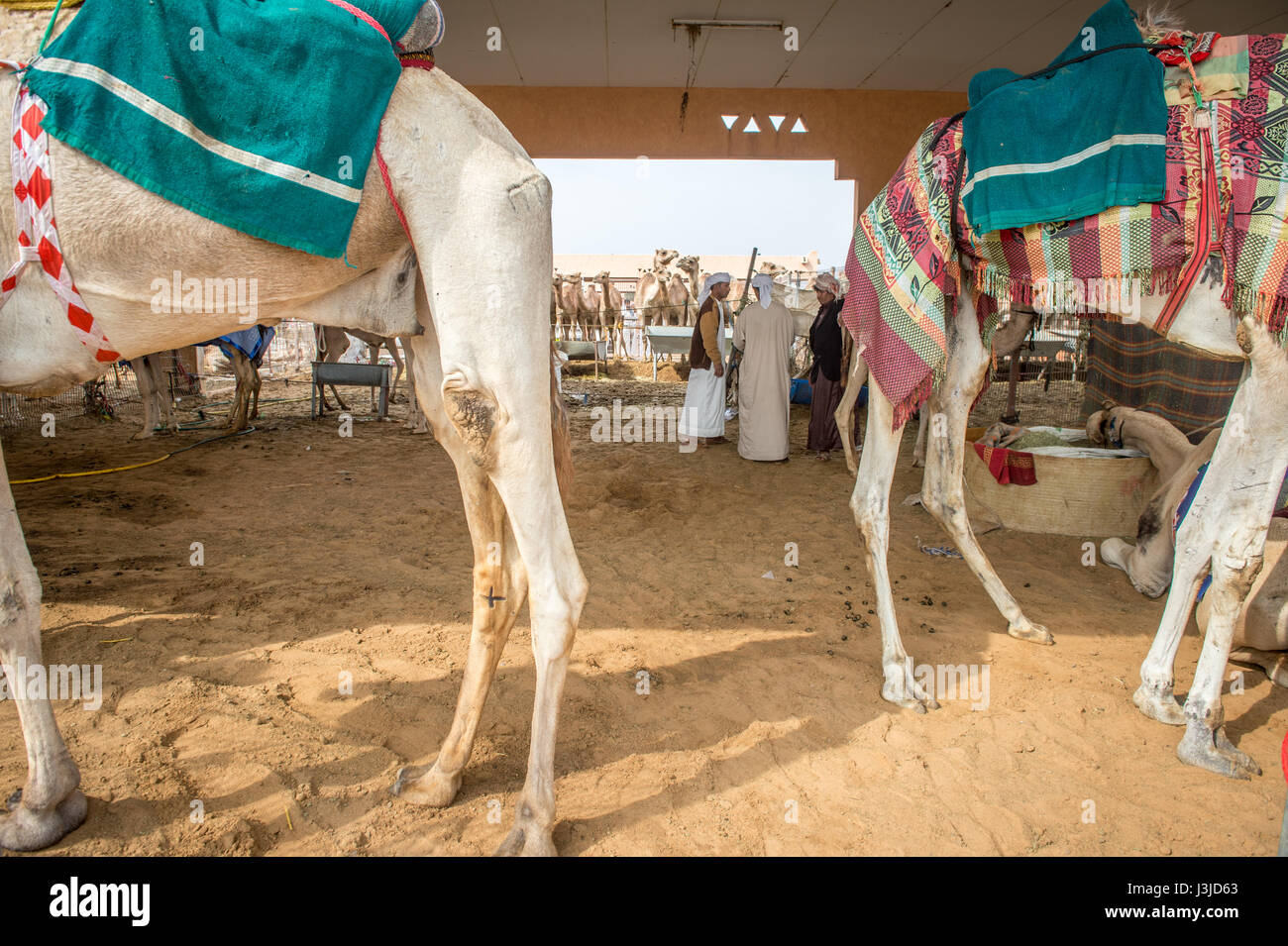 Camel traders stand inside a gated camel pen at the Al Ain Camel Market ...