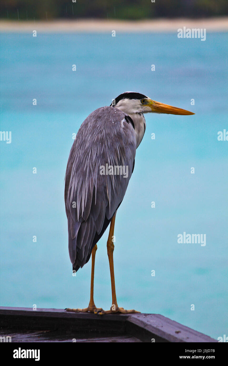 Bird on dock post hi-res stock photography and images - Alamy