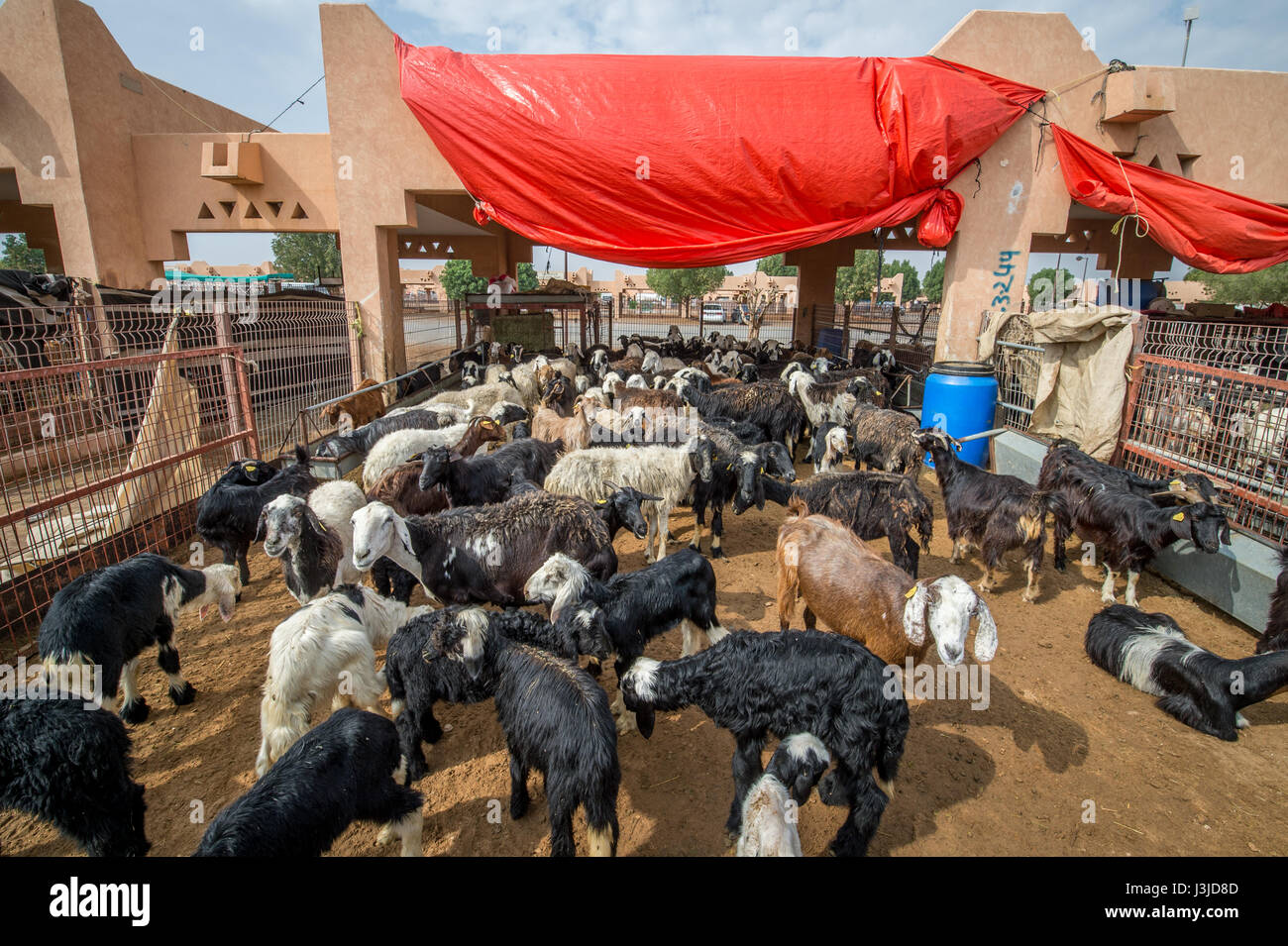 Goats moving through a gated pen at the Al Ain Camel Market, located in ...