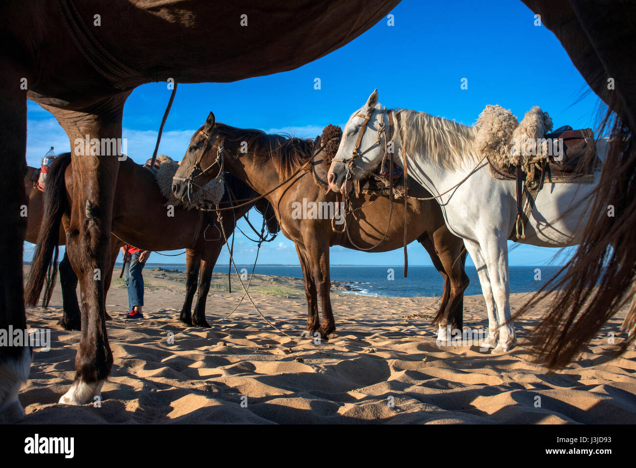Horse ride from Cabo Polonio to Barra de Valizas, Rocha Department ...