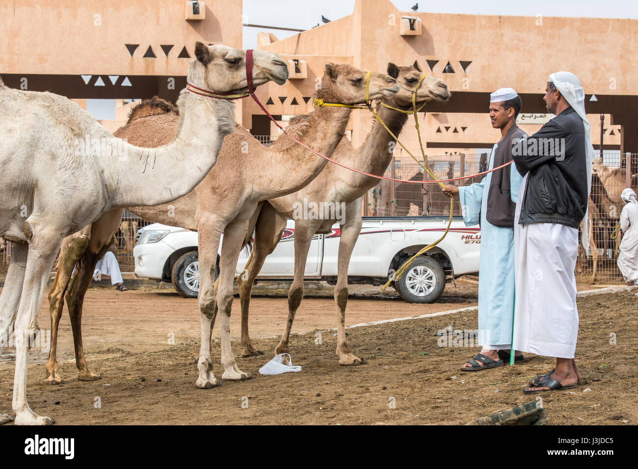 Camel traders hi-res stock photography and images - Alamy