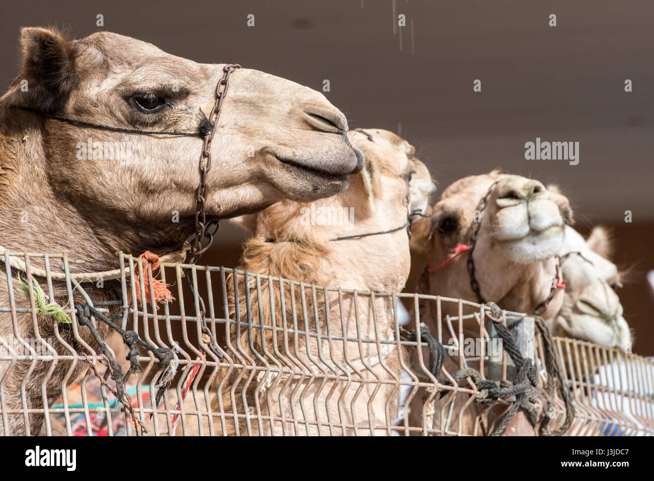 Camels peeking over the gate at the Al Ain Camel Market, UAE Stock ...