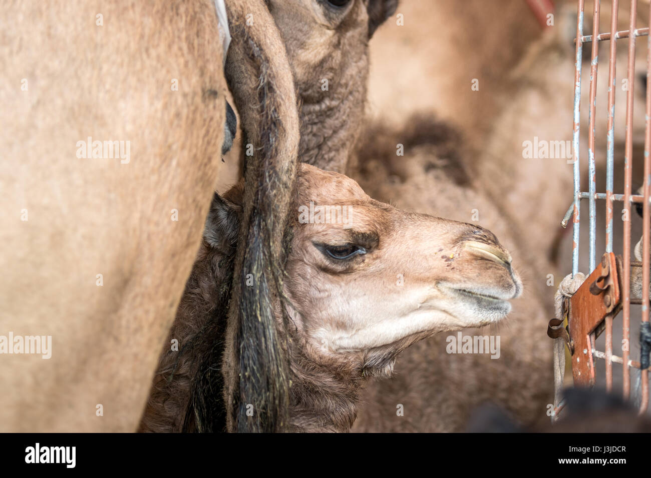 Calf texture hi-res stock photography and images - Alamy