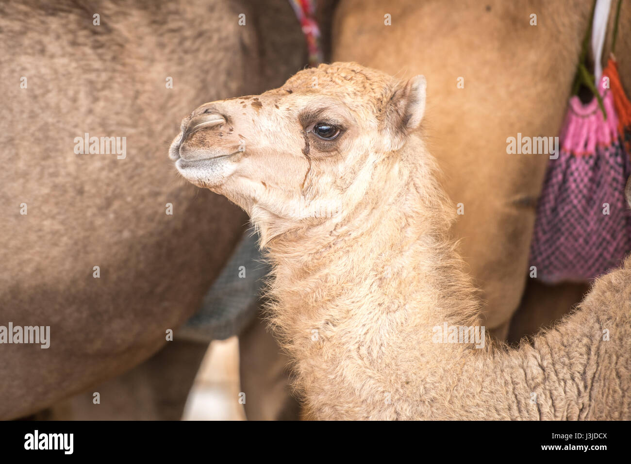 Calf texture hi-res stock photography and images - Alamy
