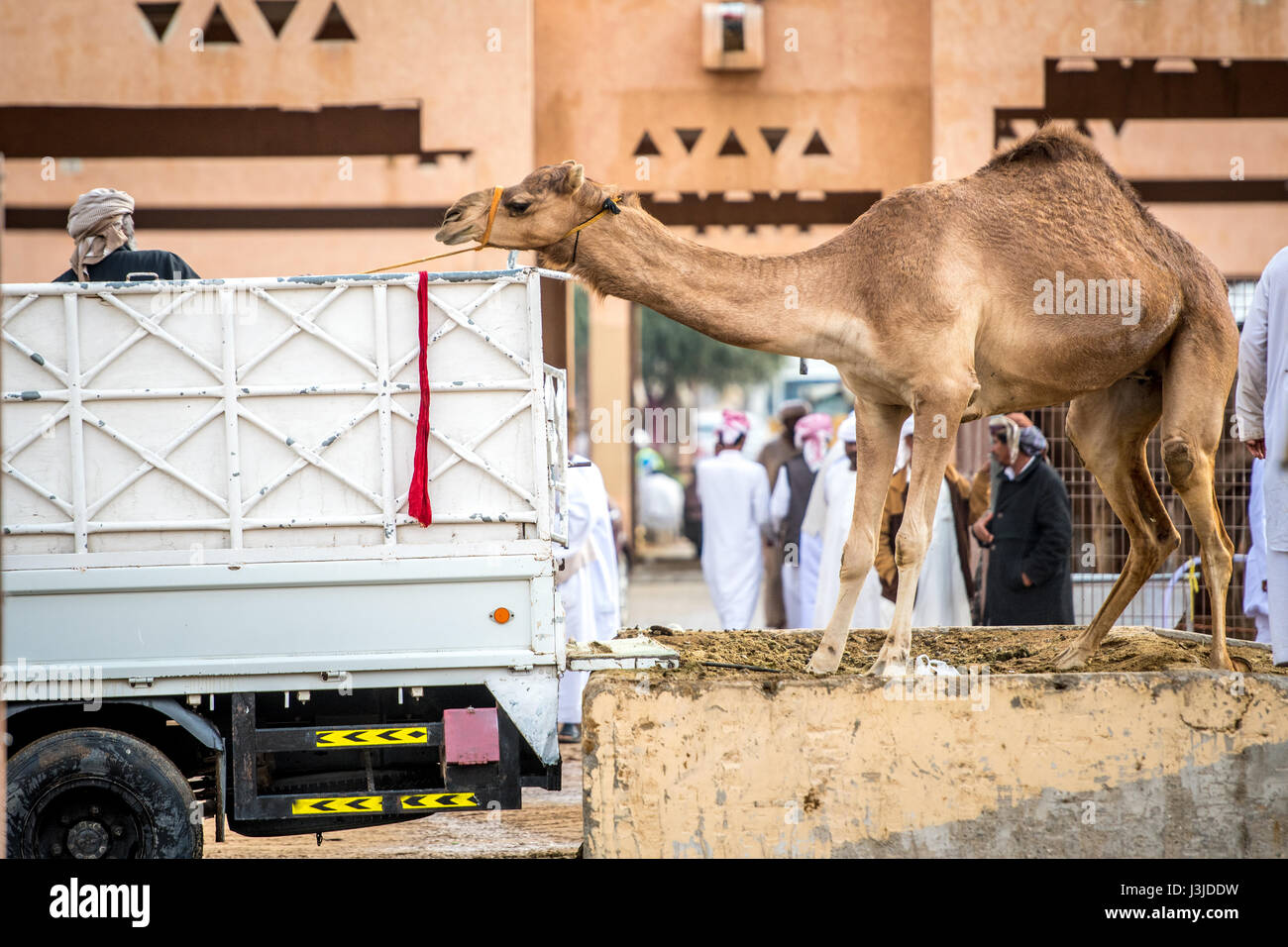 A man tries to move a camel into the back of a truck at the Al Ain ...