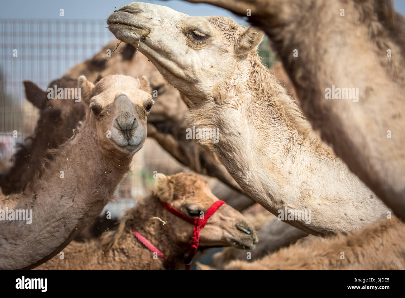 Camels in a pen hi-res stock photography and images - Alamy