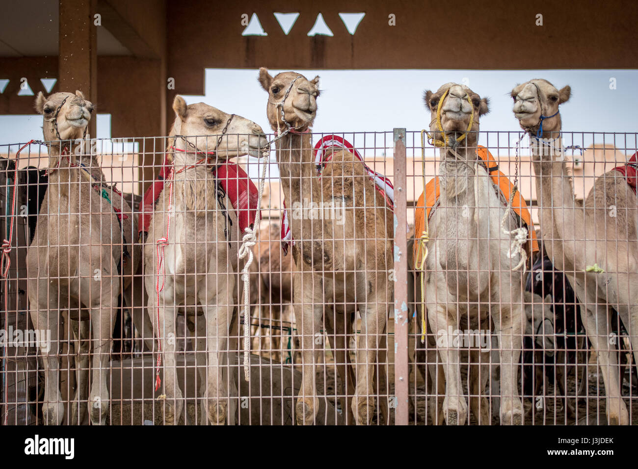 Camels huddled together inside of a small pen at the Al Ain Camel ...