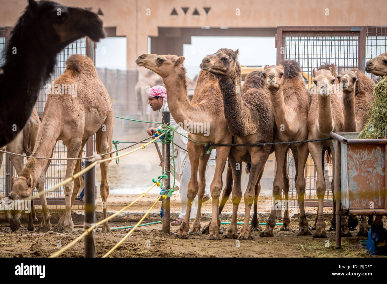 Camels huddled together inside of a small pen at the Al Ain Camel ...