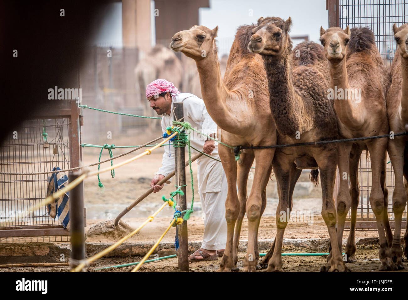 Camels huddled together inside of a small pen at the Al Ain Camel ...