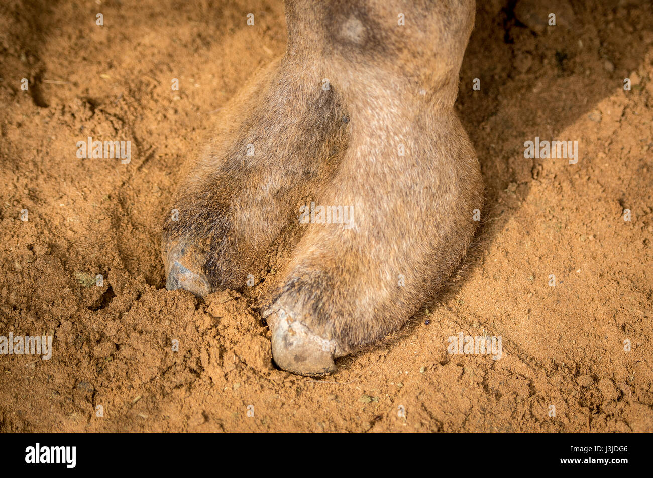Camel hoof hi-res stock photography and images - Alamy
