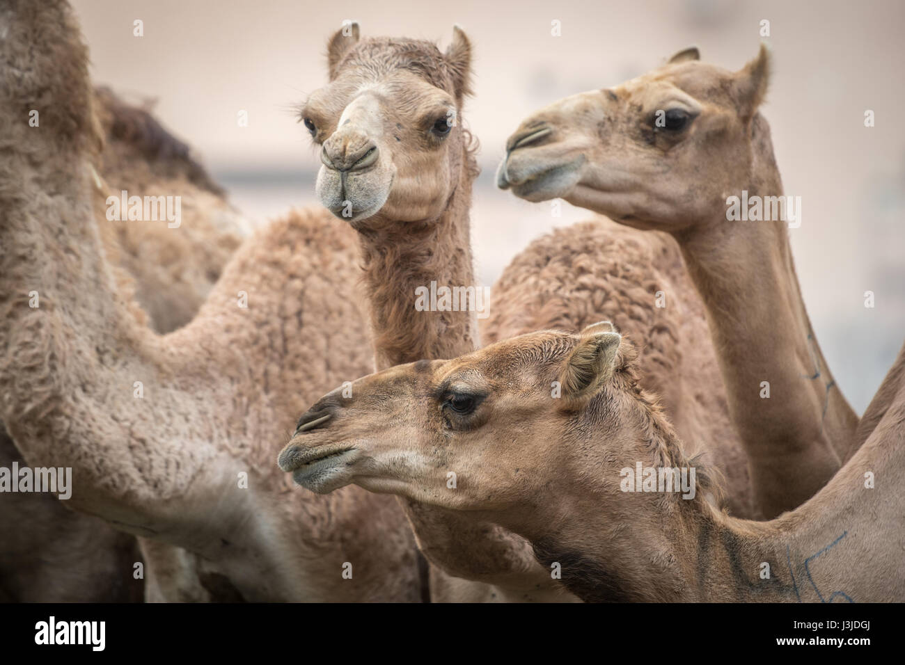 Camel calves standing together at the Al Ain Camel Market in Abu Dhabi ...