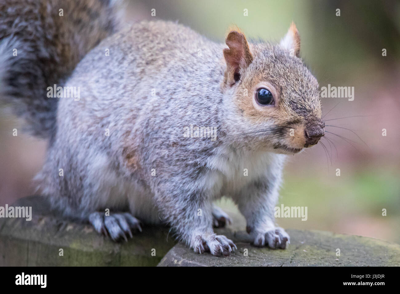 Grey squirrel in the woods Stock Photo - Alamy