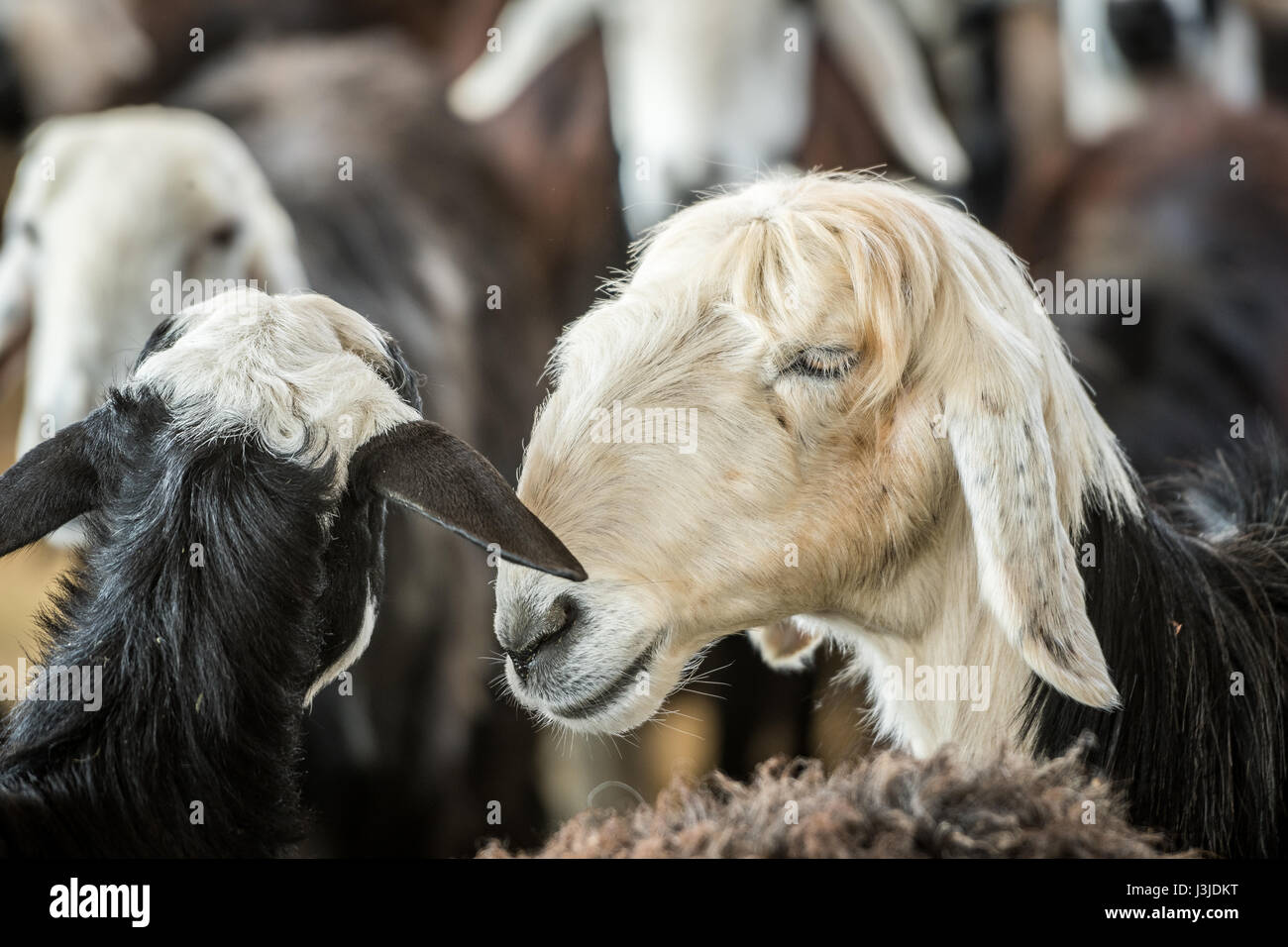 Goats for sale at the Al Ain Camel Market, UAE Stock Photo - Alamy
